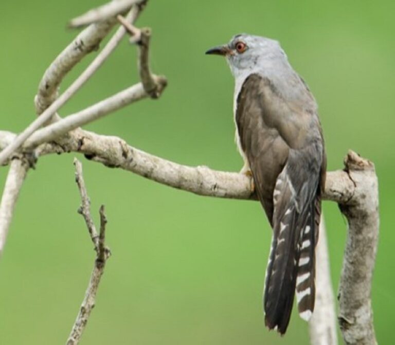 Suara Burung Kedasih Menandakan Kematian, Mitos atau Fakta? - Kampus Pedia